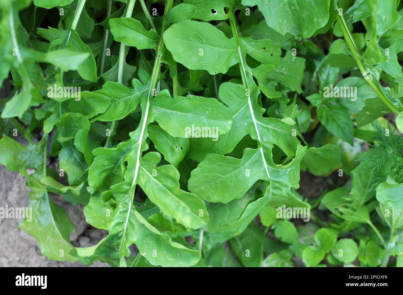 Spicy arugula plant (Eruca sativa) blooms in the garden Stock Photo - Alamy