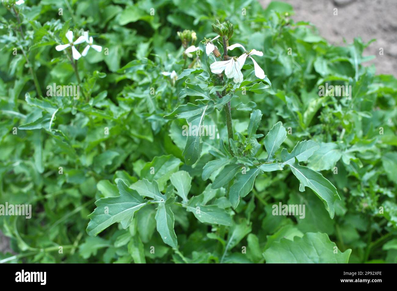 Spicy arugula plant (Eruca sativa) growing in the garden Stock Photo ...