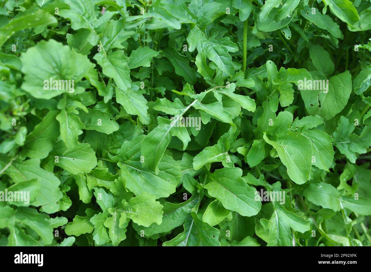 Spicy arugula plant (Eruca sativa) growing in the garden Stock Photo ...