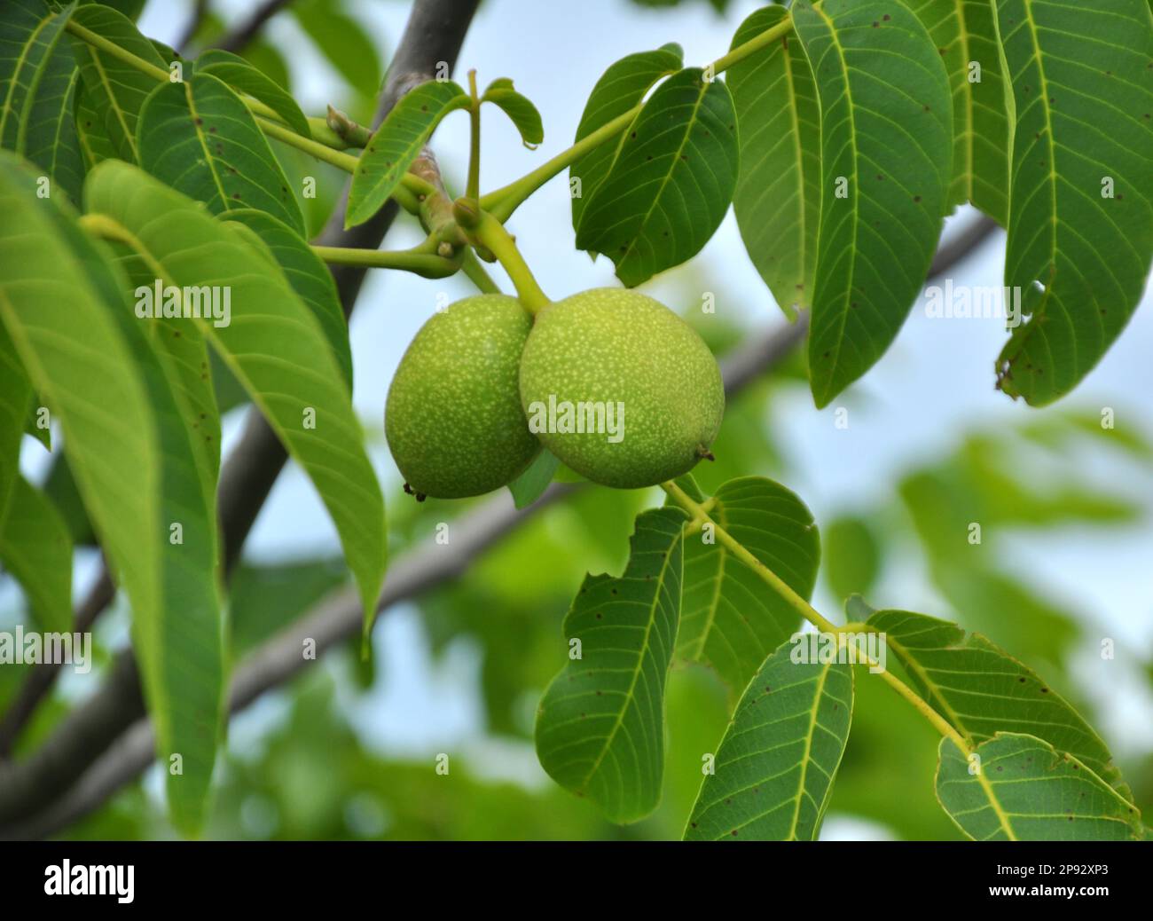 Walnut green hi-res stock photography and images - Alamy