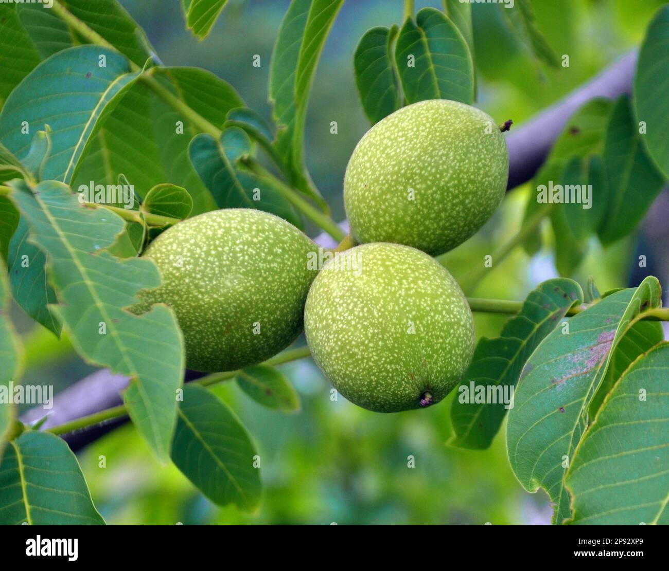 On a tree branch with a green shell, a ripening walnut Stock Photo - Alamy