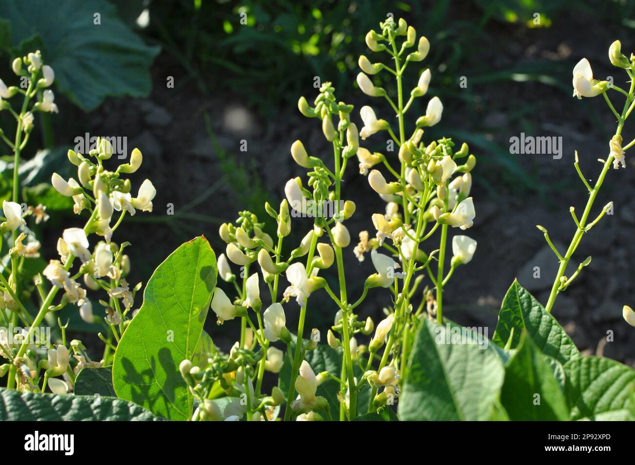 Common bean (Phaseolus vulgaris) blooms in open ground in the garden ...