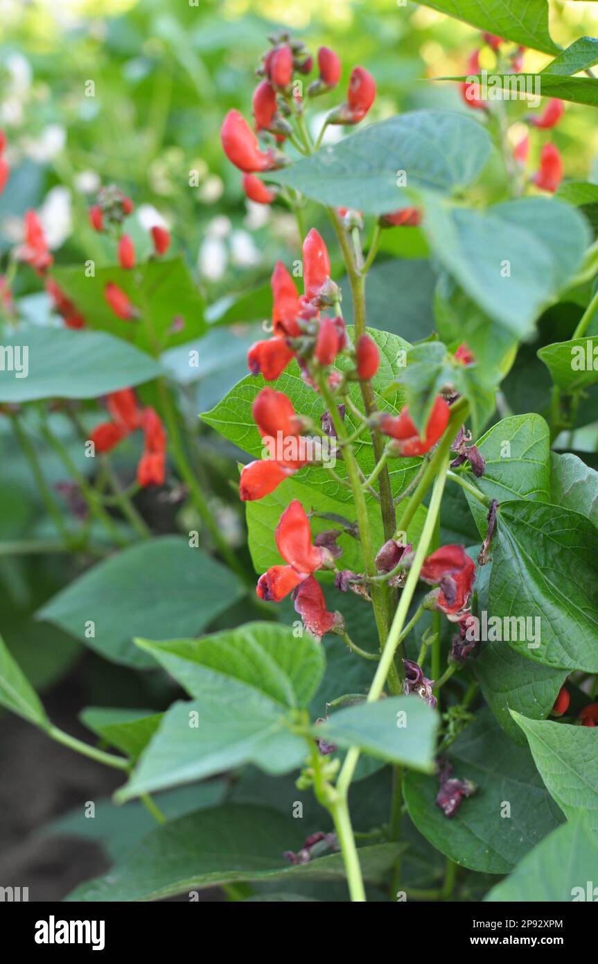Red kidney bean field hi-res stock photography and images - Alamy