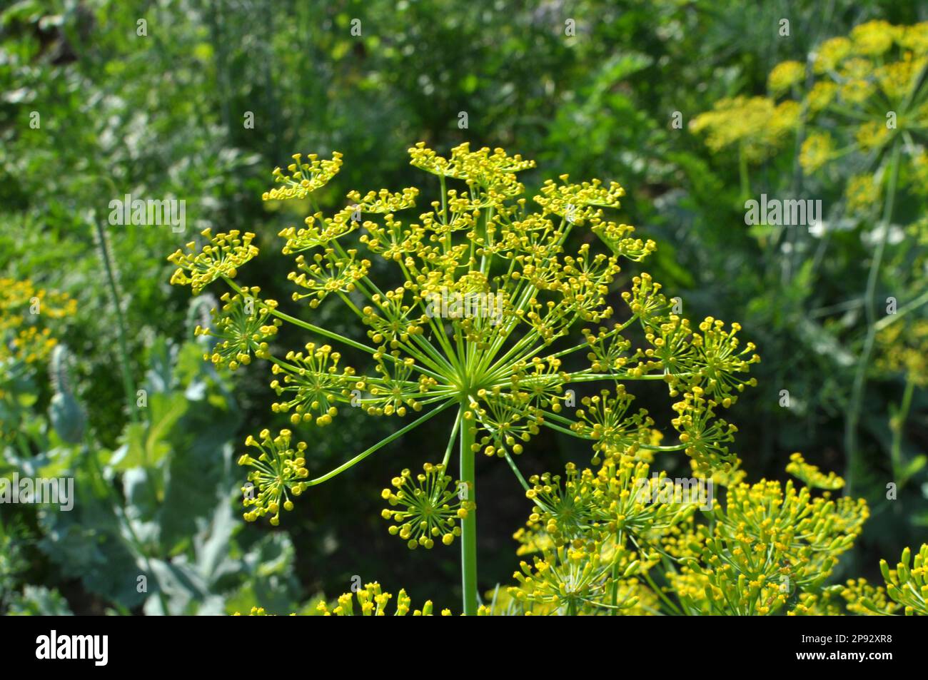 In the open ground in the garden grows dill (Anethum graveolens Stock ...