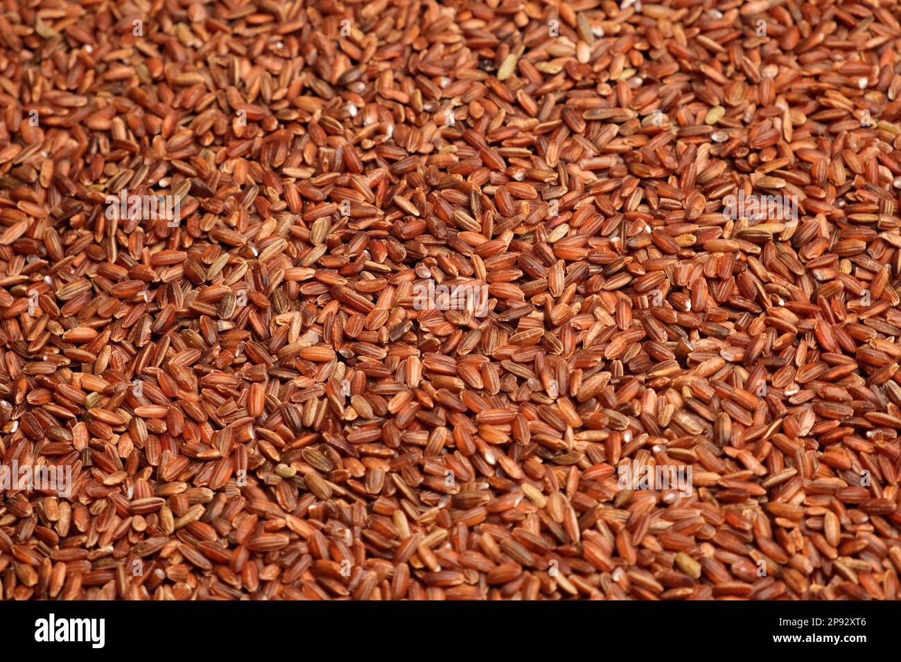 Uncooked Red Rice Wallpaper. Long Brown Rice Surface. Close Up. Grains ...