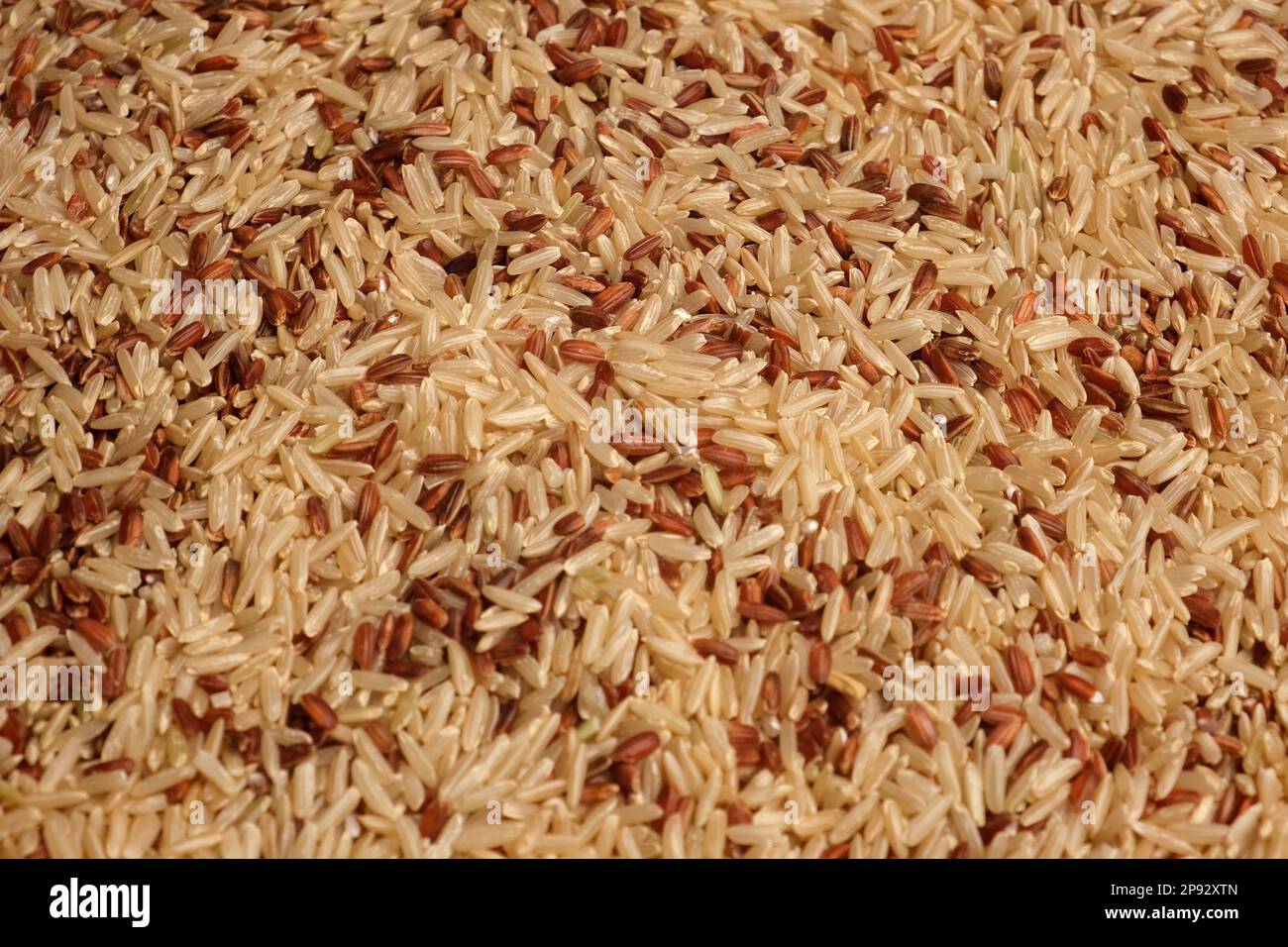 Dry Red and Long Brown Rice Wallpaper. Close Up. Grains fall poured a ...