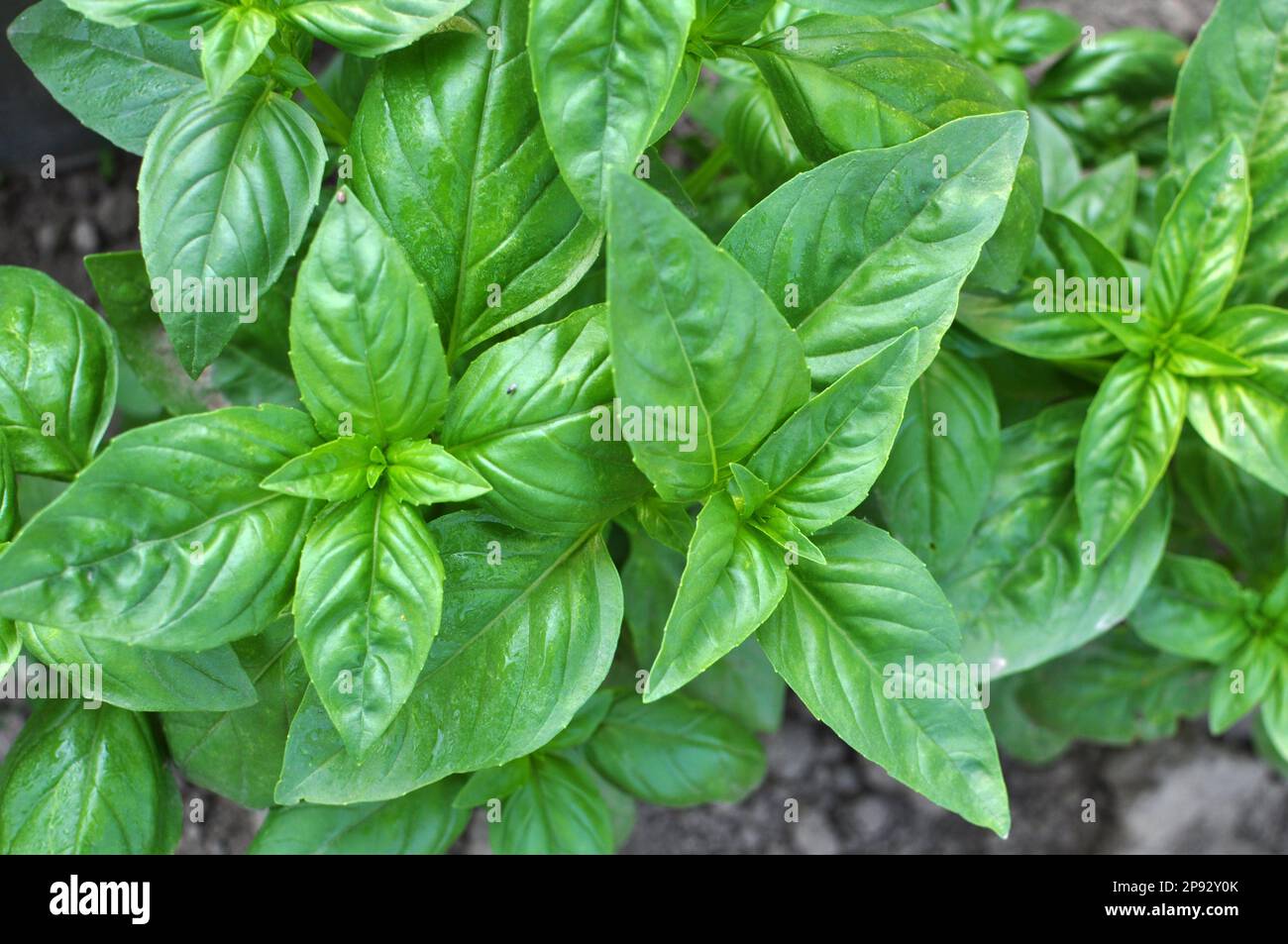 Basil grows in open ground in the garden Stock Photo - Alamy