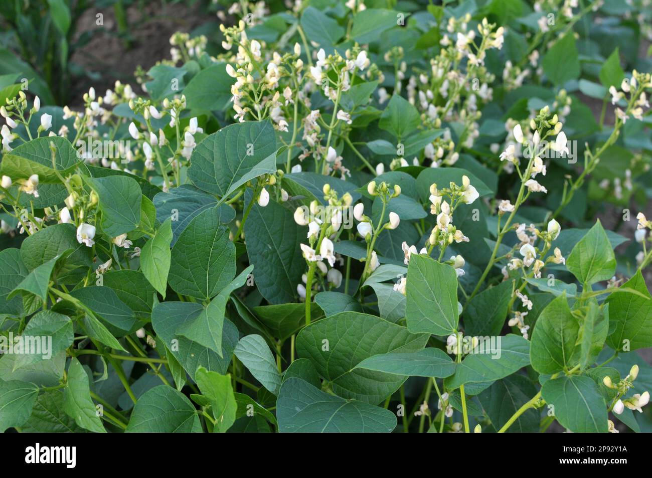 Red kidney bean field hi-res stock photography and images - Alamy