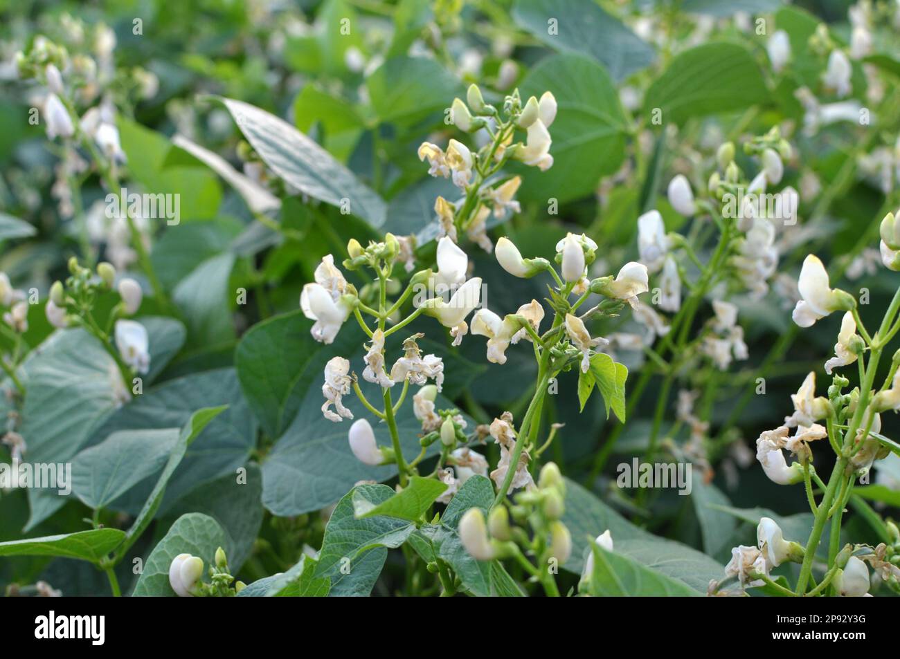 Red kidney bean field hi-res stock photography and images - Alamy