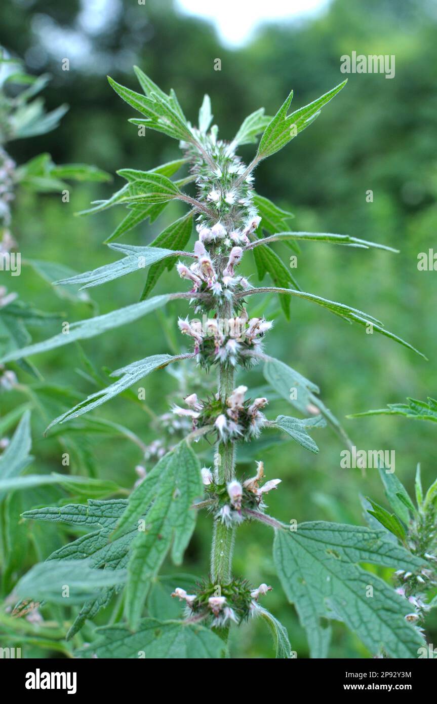 In the meadow among the herbs grows and blooms dog nettle is five ...