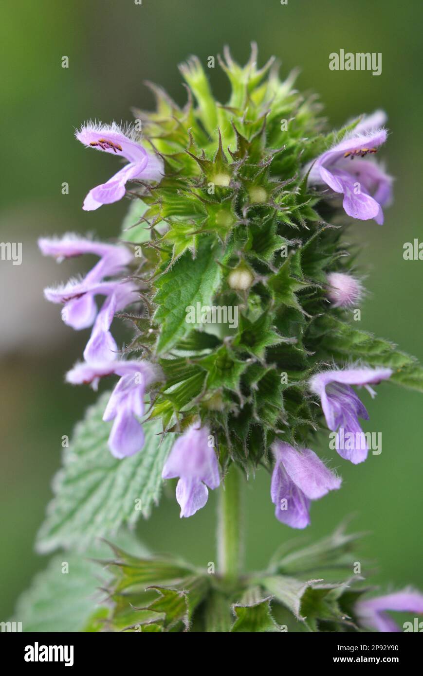 The wild plant Ballota nigra grows in nature Stock Photo - Alamy