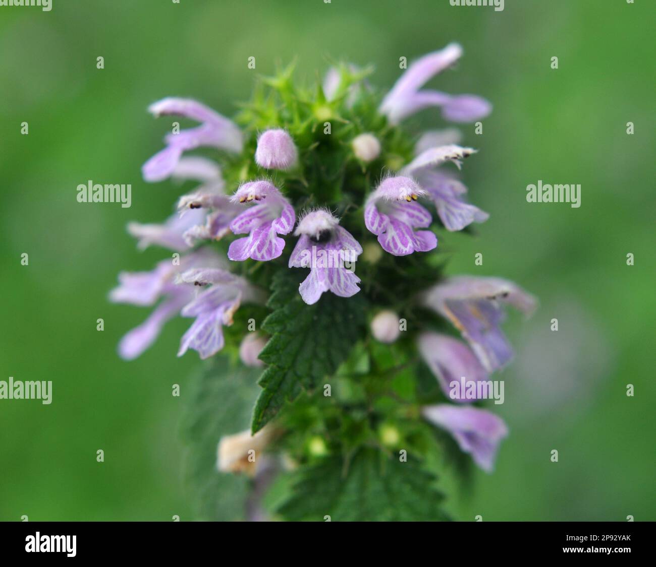 The wild plant Ballota nigra grows in nature Stock Photo - Alamy