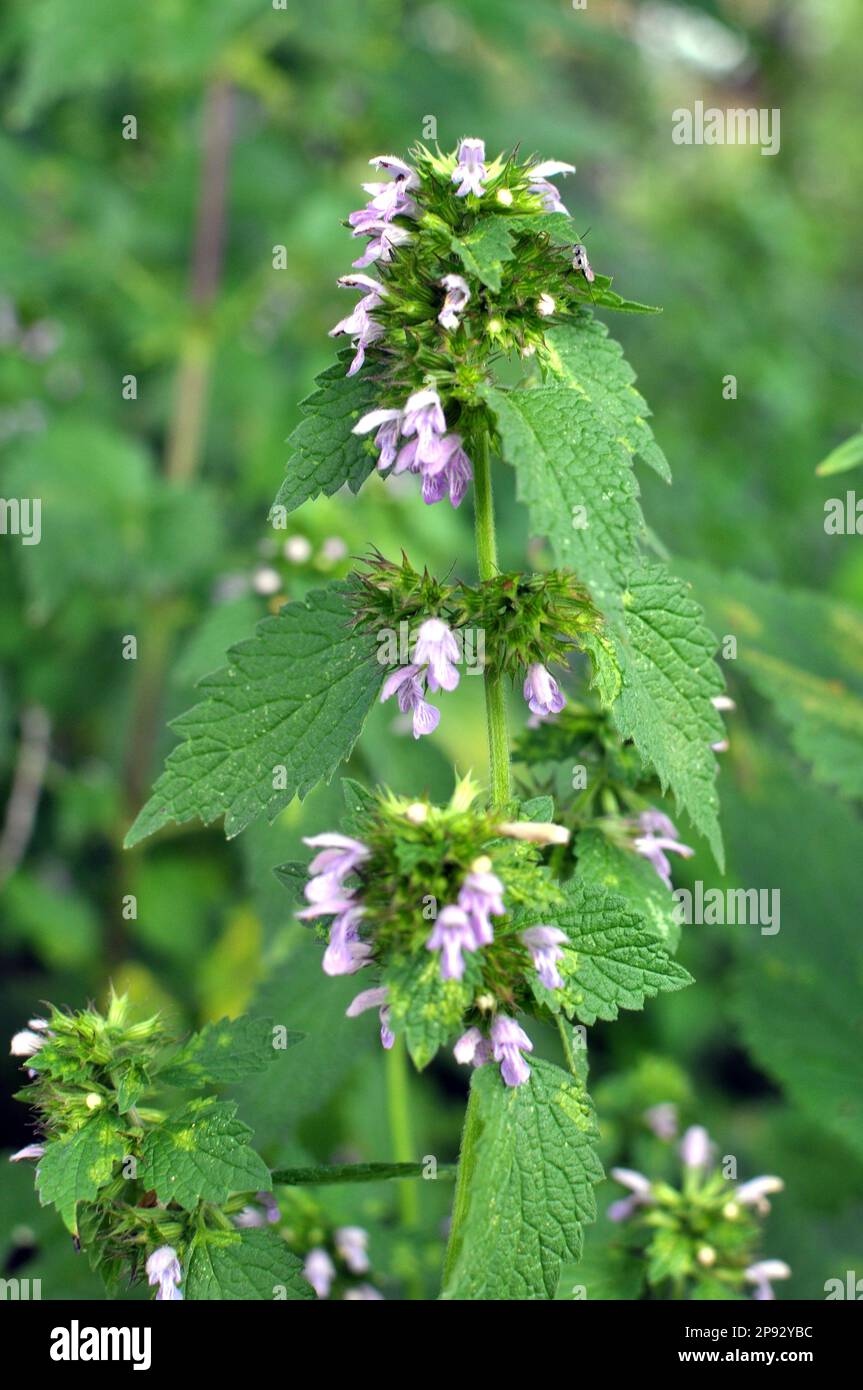 The wild plant Ballota nigra grows in nature Stock Photo - Alamy