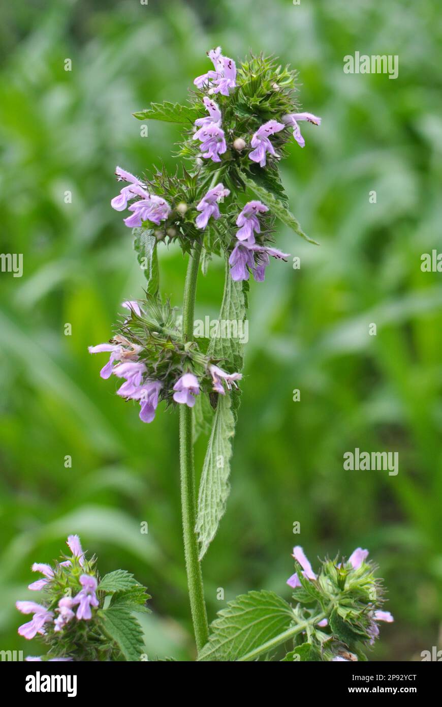 The wild plant Ballota nigra grows in nature Stock Photo - Alamy