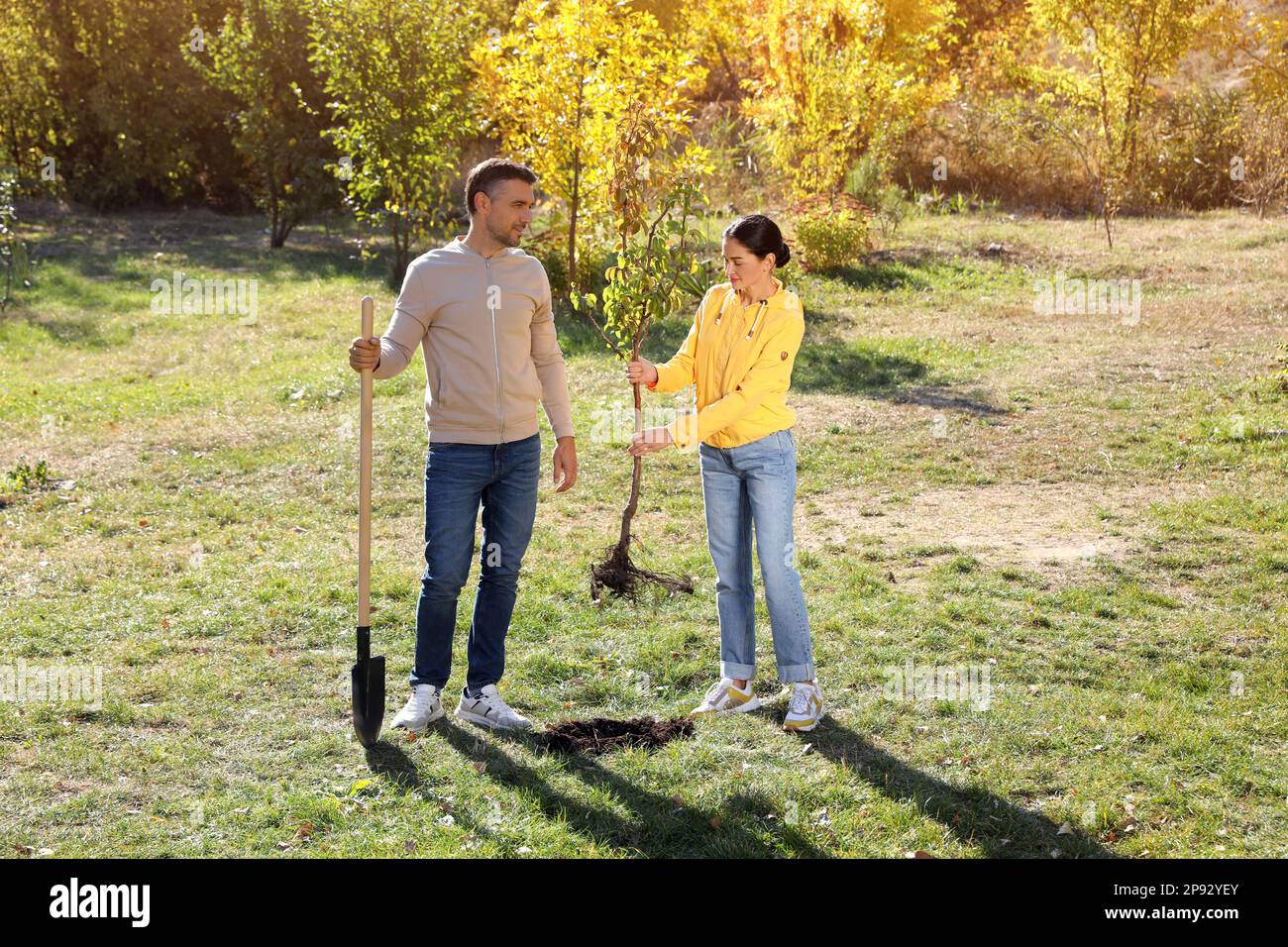People with sapling and shovel in park on sunny day. Planting tree ...