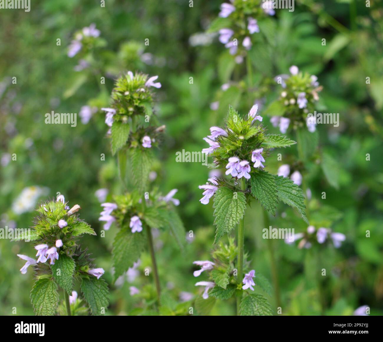 The wild plant Ballota nigra grows in nature Stock Photo - Alamy