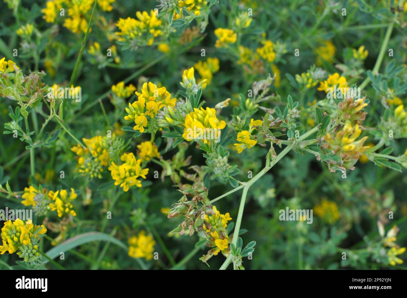 Alfalfa sickle (Medicago falcata) blooms in nature Stock Photo - Alamy