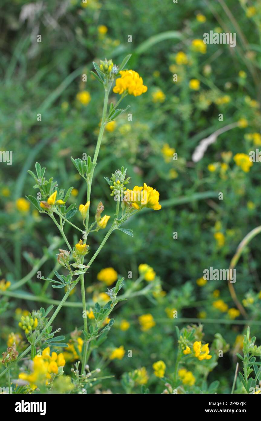 Alfalfa sickle (Medicago falcata) blooms in nature Stock Photo - Alamy