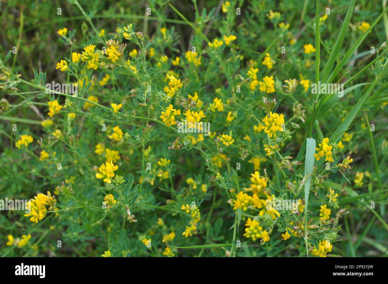 Alfalfa sickle (Medicago falcata) blooms in nature Stock Photo - Alamy