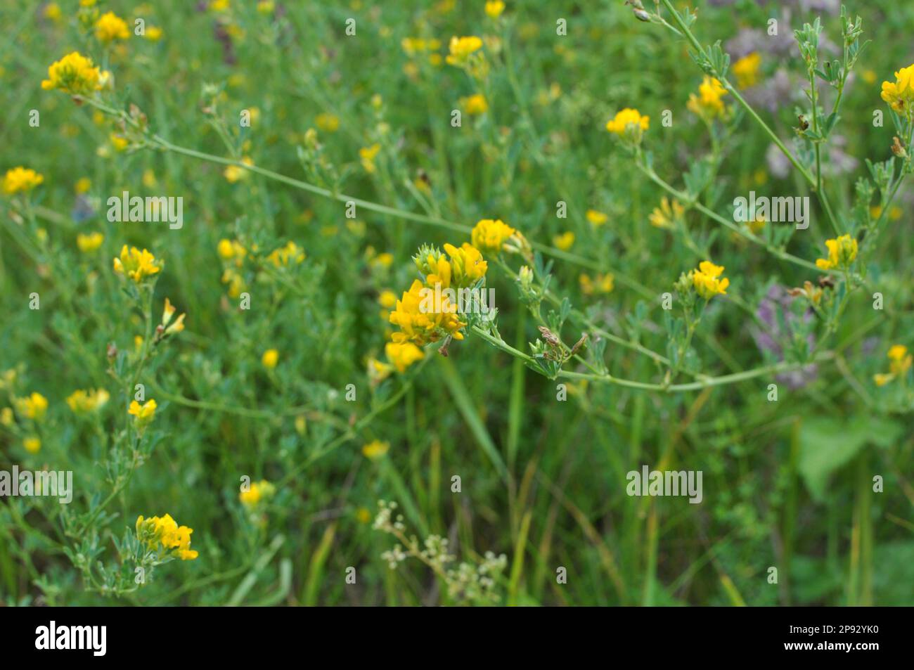 Alfalfa sickle (Medicago falcata) blooms in nature Stock Photo - Alamy
