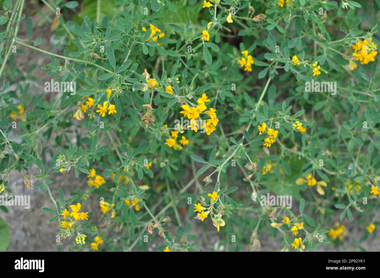 Alfalfa sickle (Medicago falcata) blooms in nature Stock Photo - Alamy