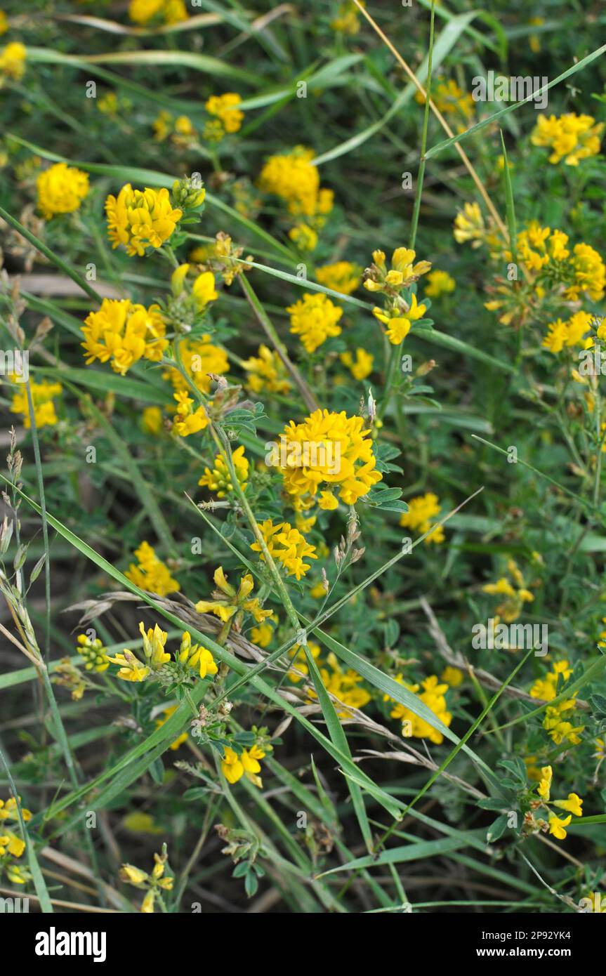 Alfalfa sickle (Medicago falcata) blooms in nature Stock Photo - Alamy