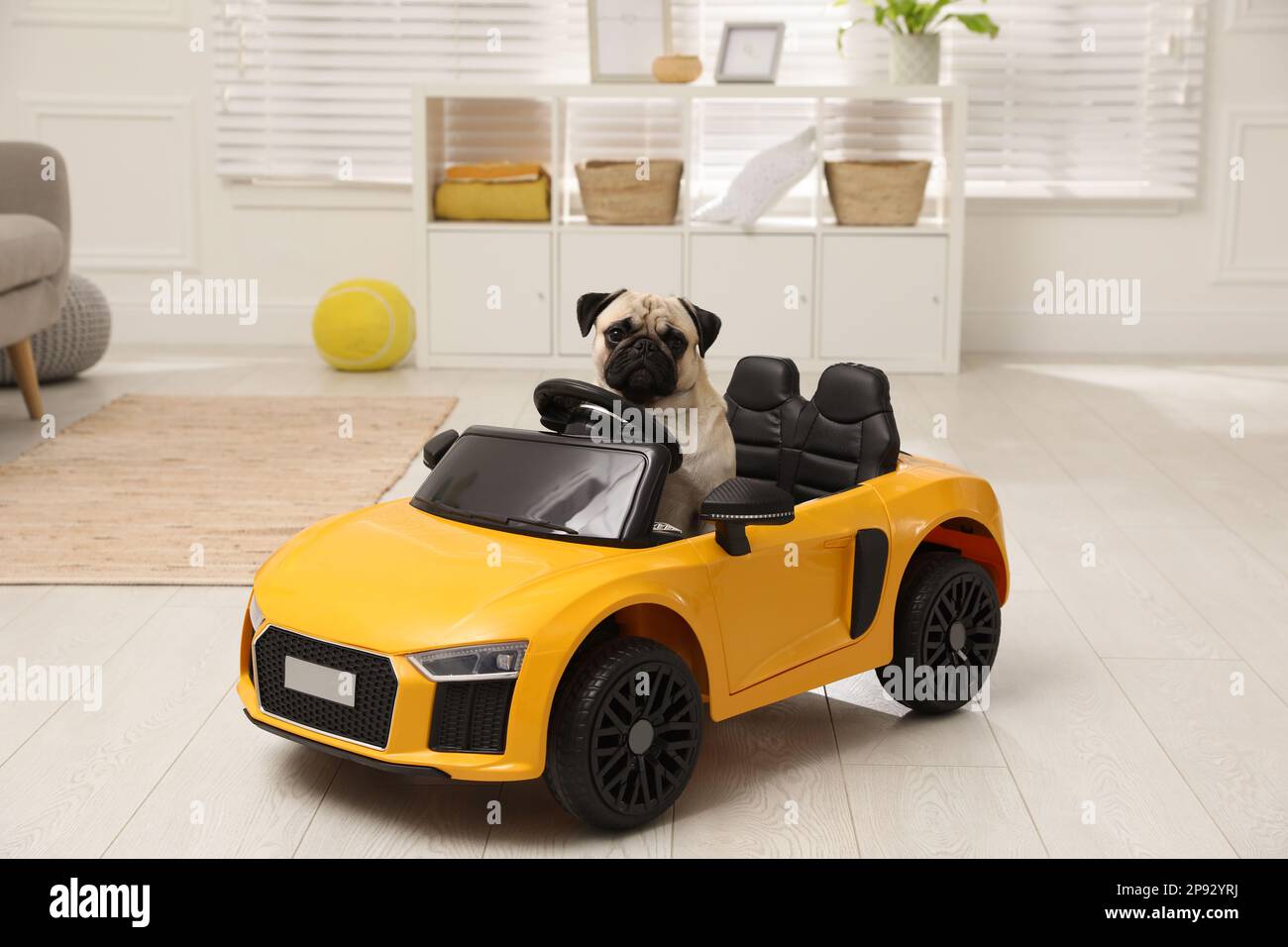 Adorable pug dog in toy car indoors Stock Photo - Alamy