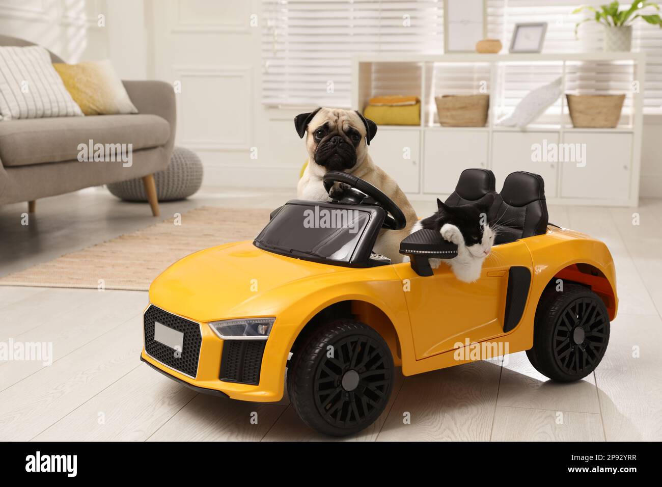 Dog driving cat hi-res stock photography and images - Alamy