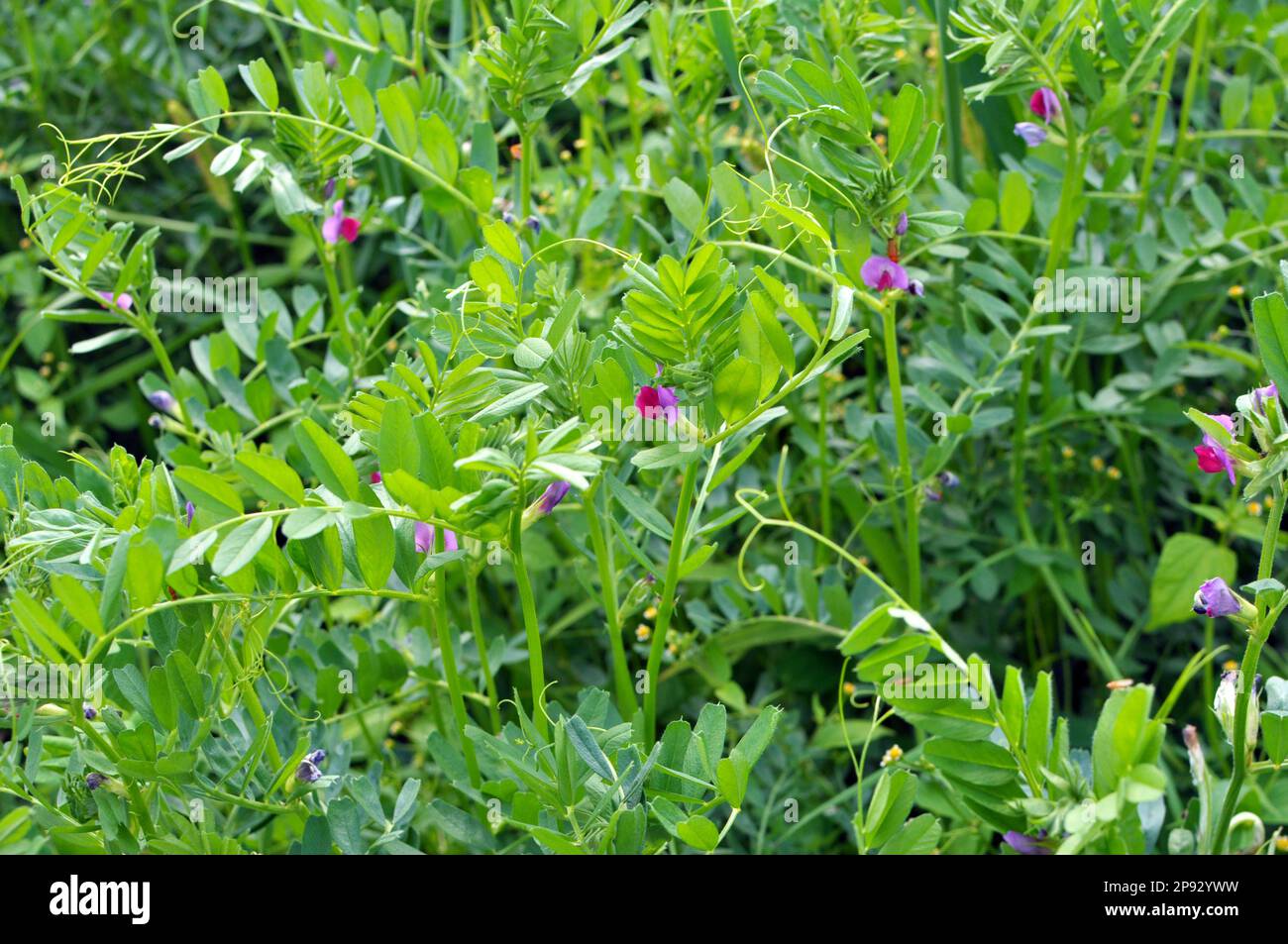 Vetch sowing (Vicia sativa) grows on a farm field Stock Photo - Alamy