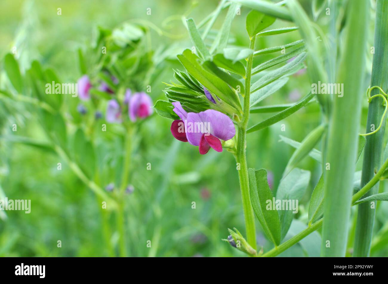 Vetch sowing (Vicia sativa) grows on a farm field Stock Photo - Alamy