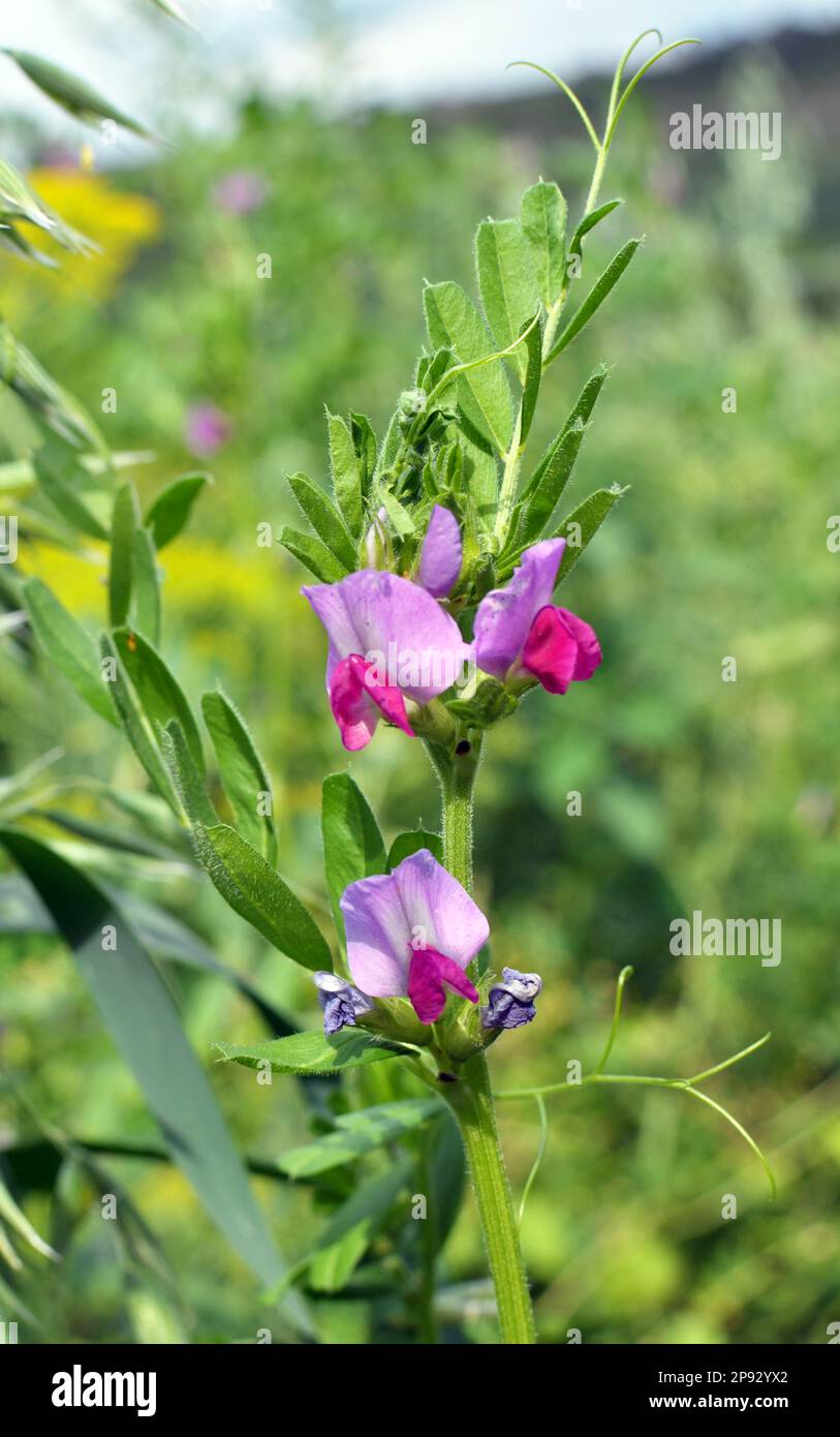 Vetch sowing (Vicia sativa) grows on a farm field Stock Photo - Alamy