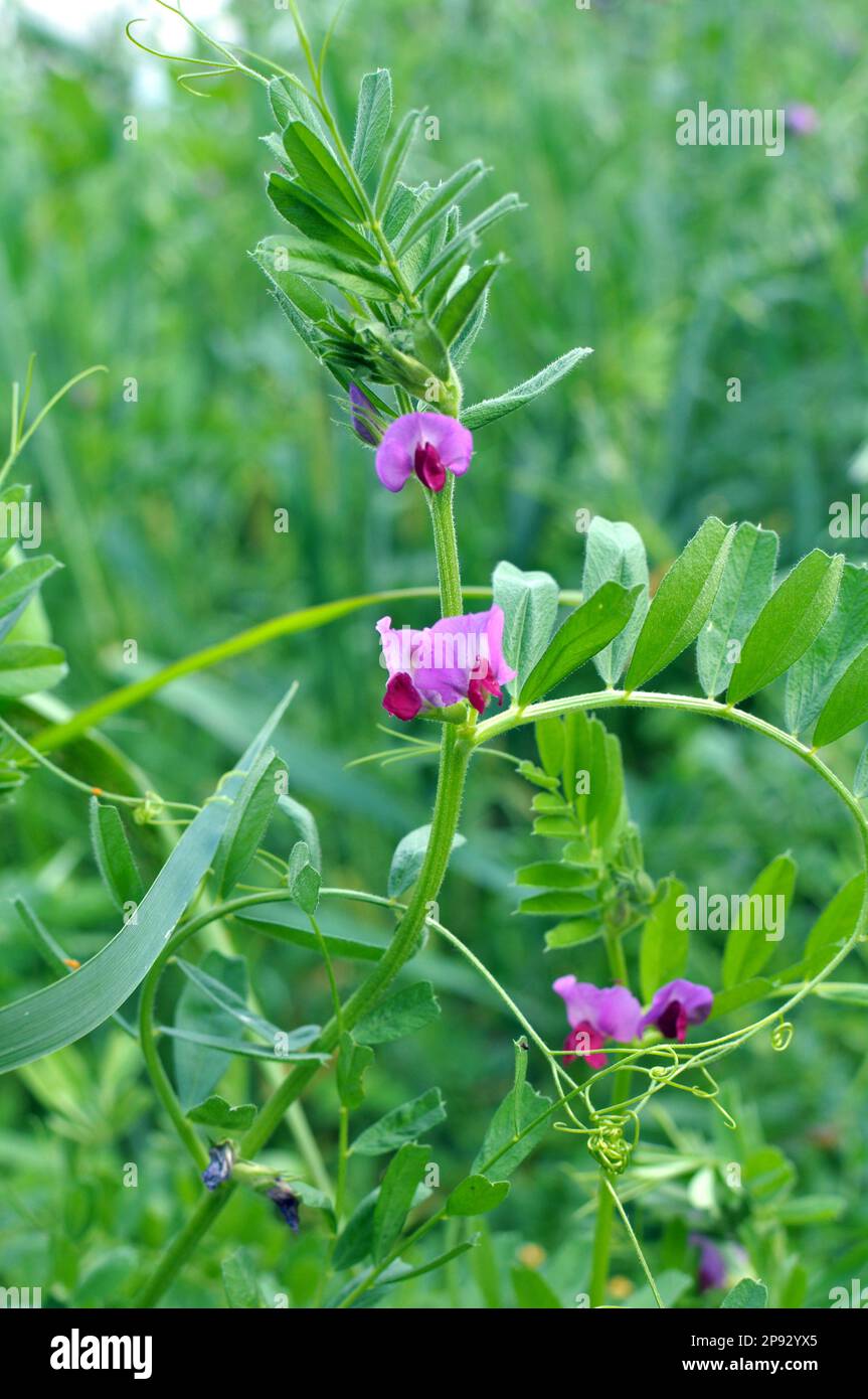 Vetch sowing (Vicia sativa) grows on a farm field Stock Photo - Alamy