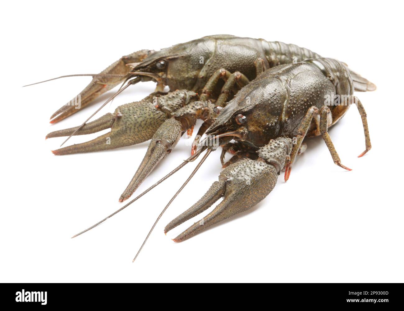 Two fresh raw crayfishes on white background Stock Photo - Alamy