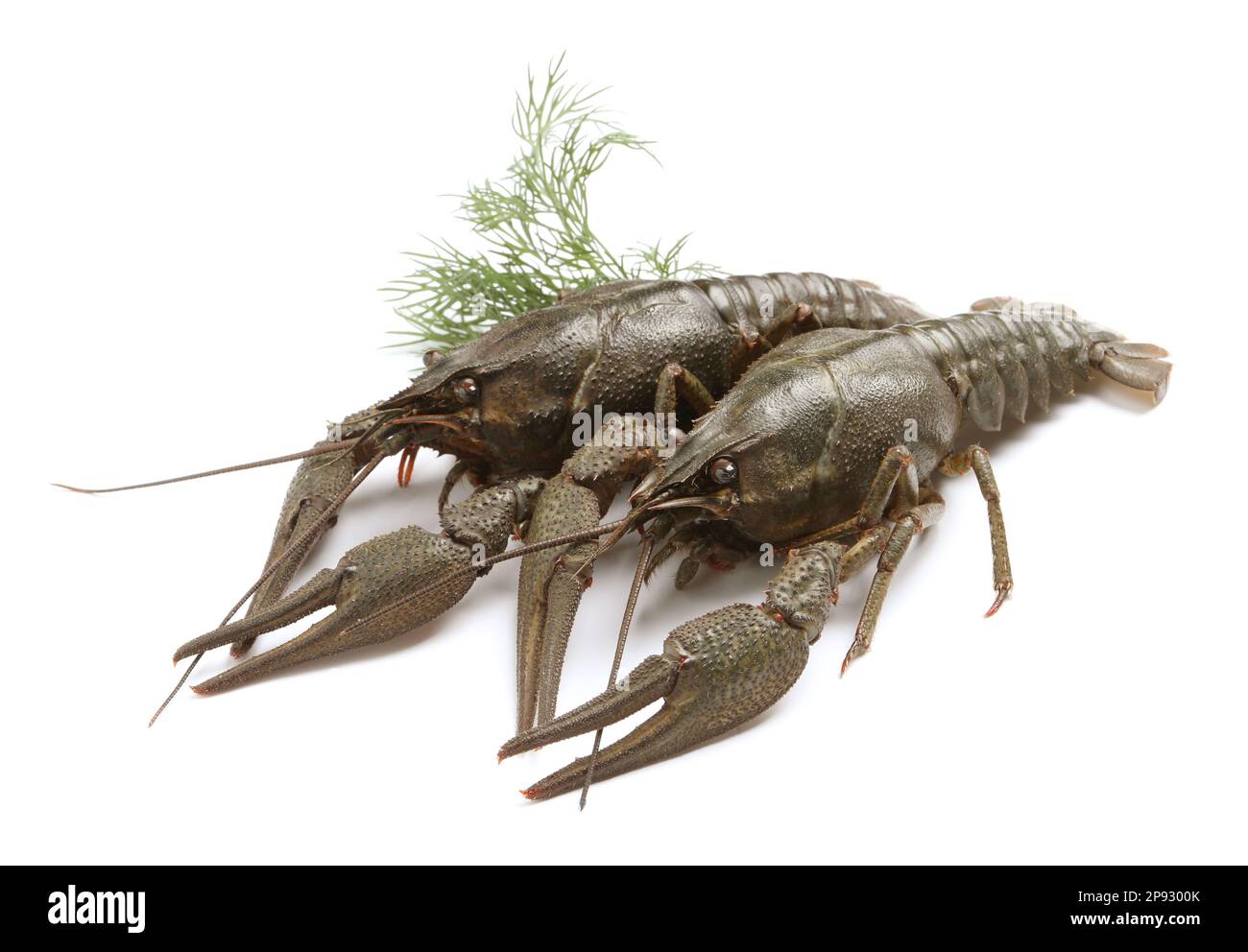 Two fresh raw crayfishes with dill on white background Stock Photo - Alamy