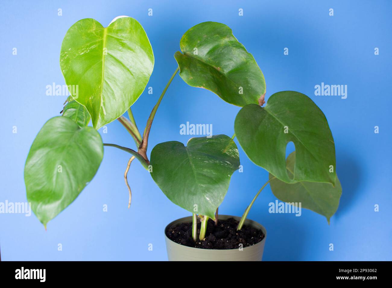 Trendy rare plant monstera deliciosa albo in a pot with blue background ...