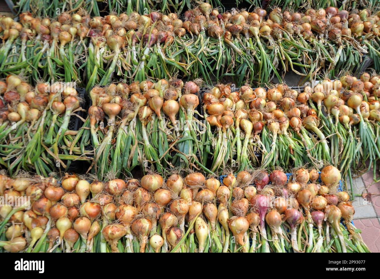 The harvested from the field crop onion is on ripening and drying Stock ...