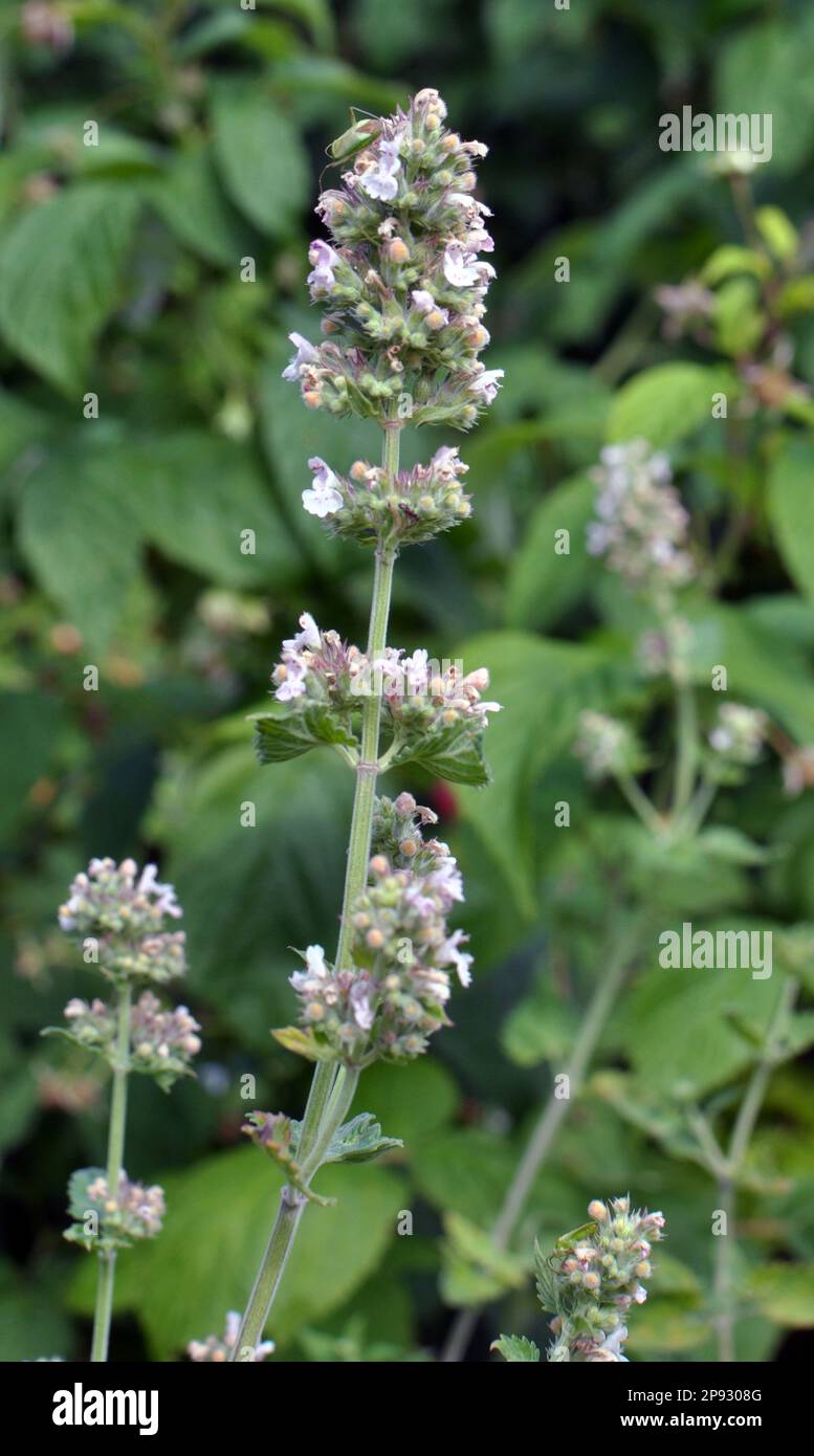 Flowers are blooming medicinal lemon balm (Melissa officinalis Stock ...