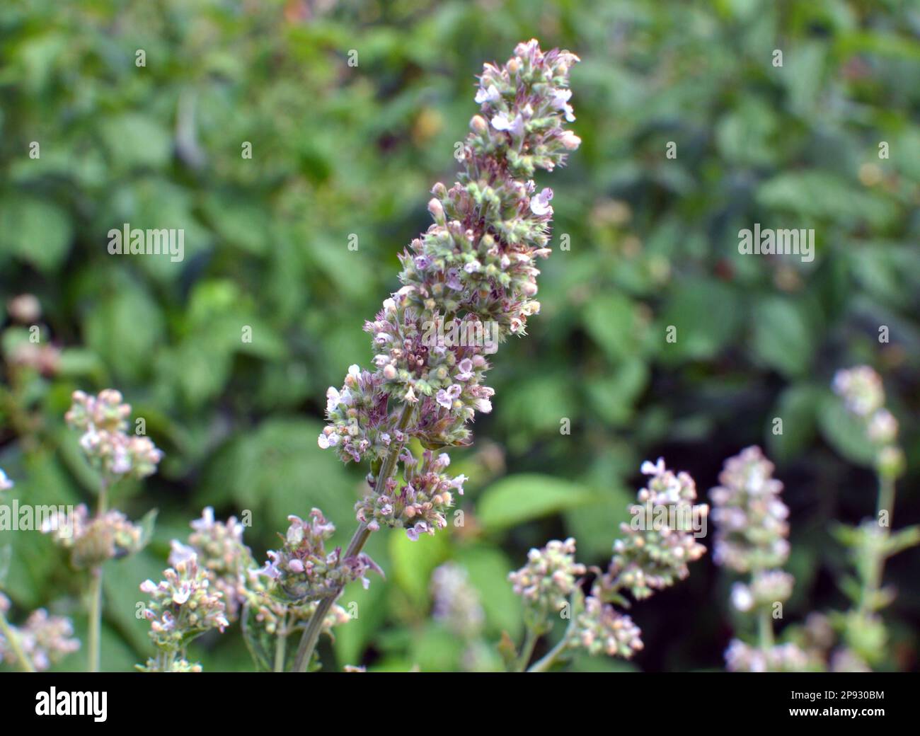Flowers are blooming medicinal lemon balm (Melissa officinalis Stock ...
