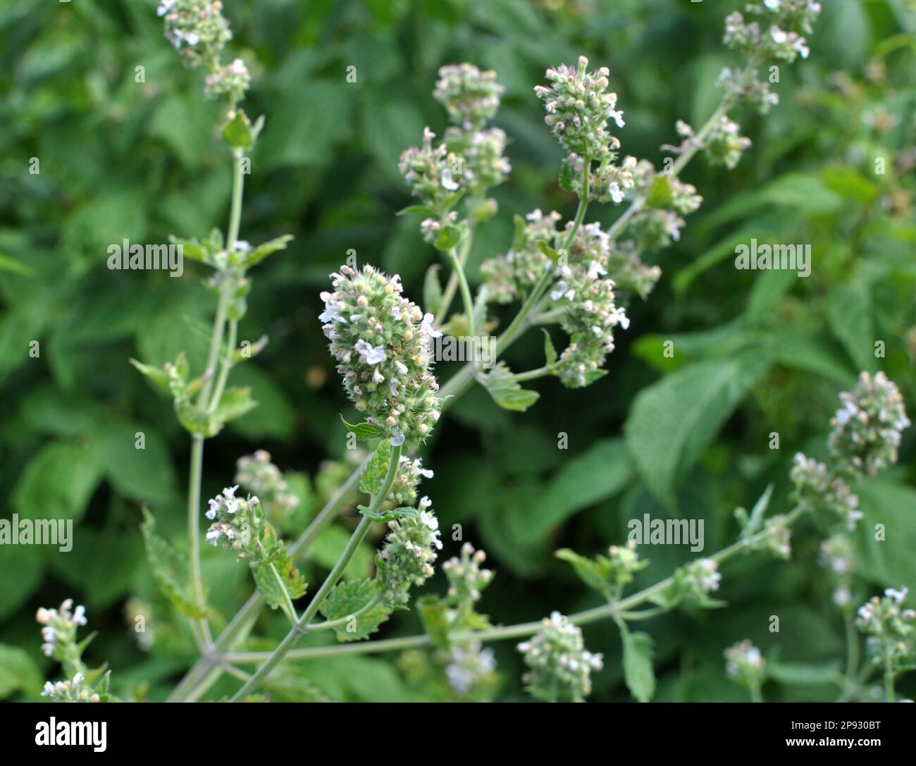 Flowers are blooming medicinal lemon balm (Melissa officinalis Stock ...