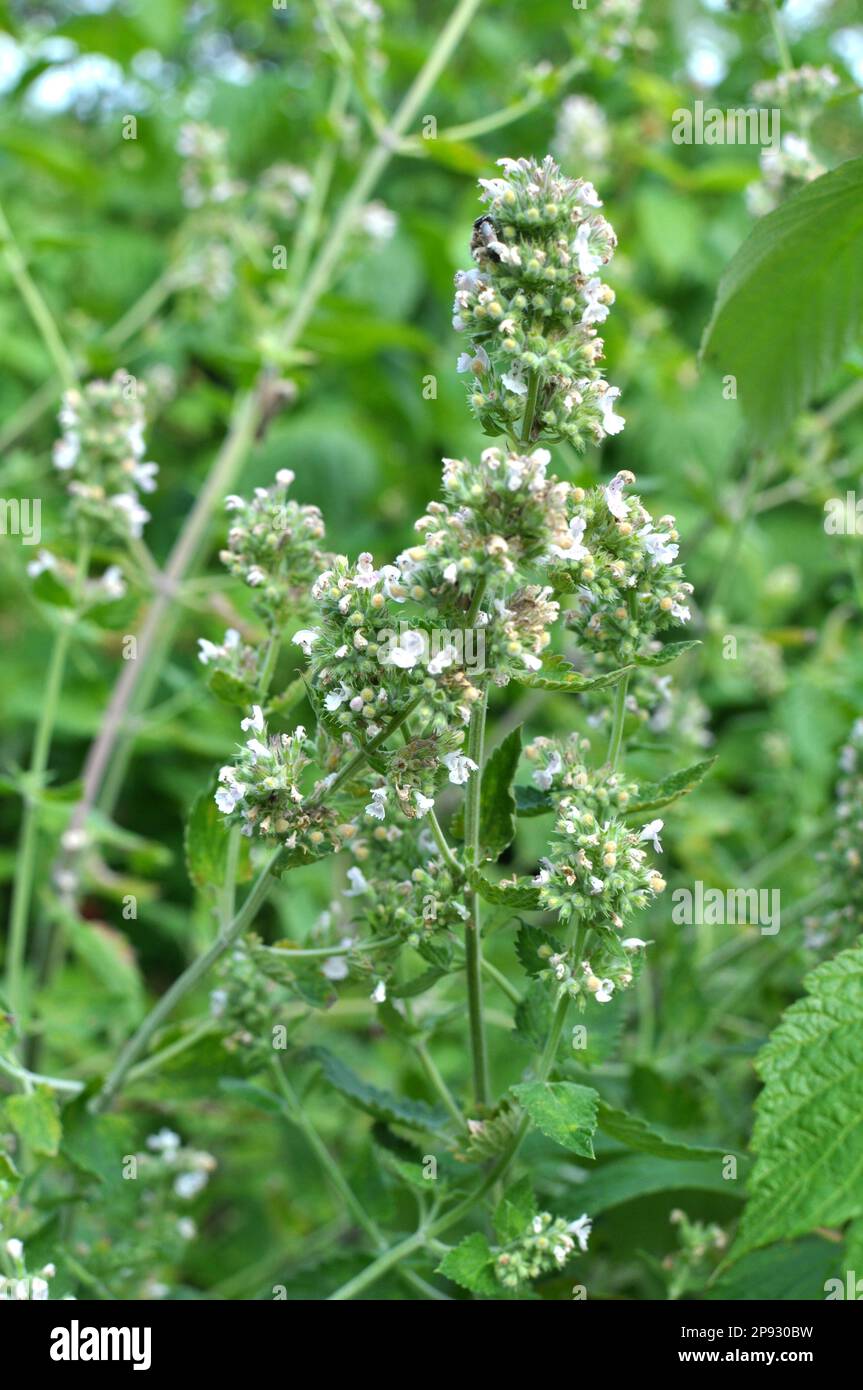 Flowers are blooming medicinal lemon balm (Melissa officinalis Stock ...