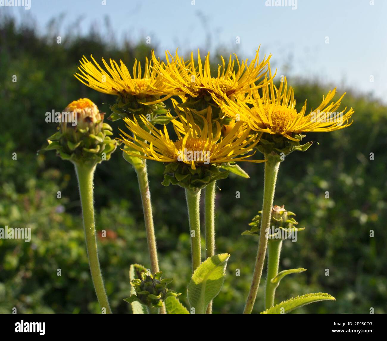 The valuable medicinal plant inula helenium grows in the wild Stock ...