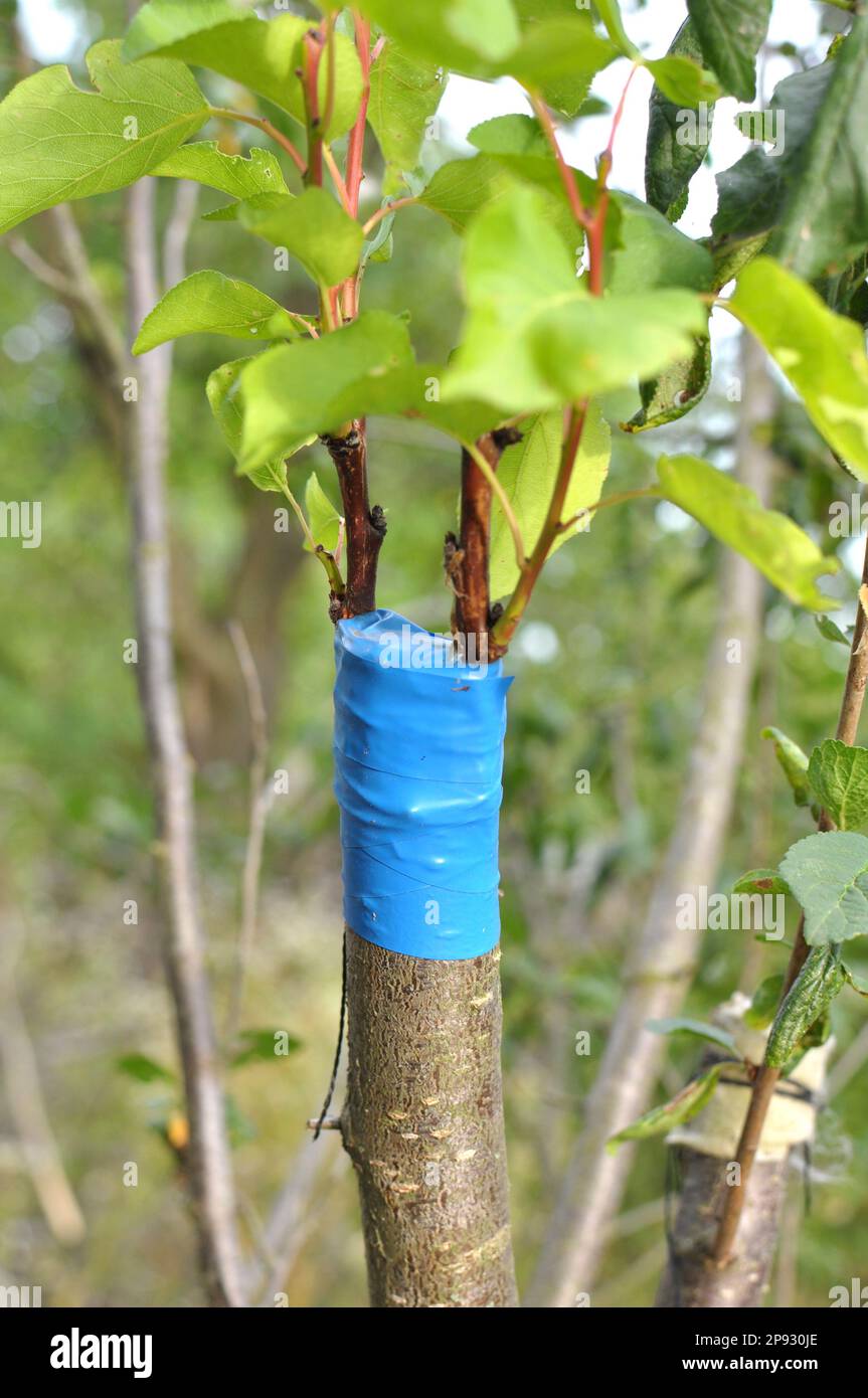 A new variety is grafted on a branch of a fruit tree Stock Photo - Alamy