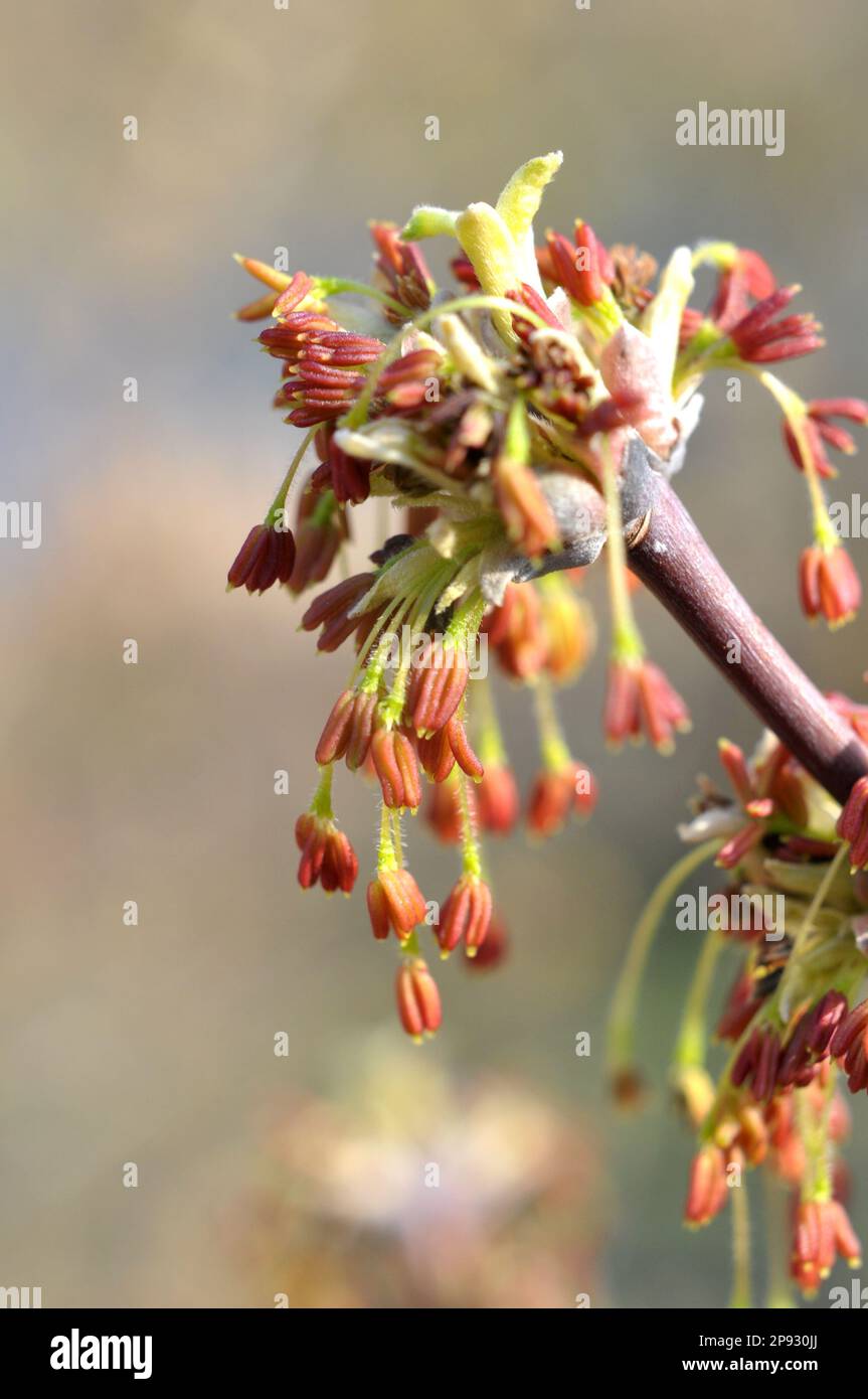 In spring, the ash maple (Acer negundo) blooms in nature Stock Photo ...
