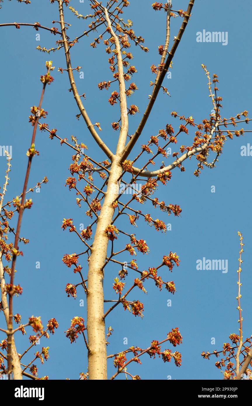In spring, the ash maple (Acer negundo) blooms in nature Stock Photo ...