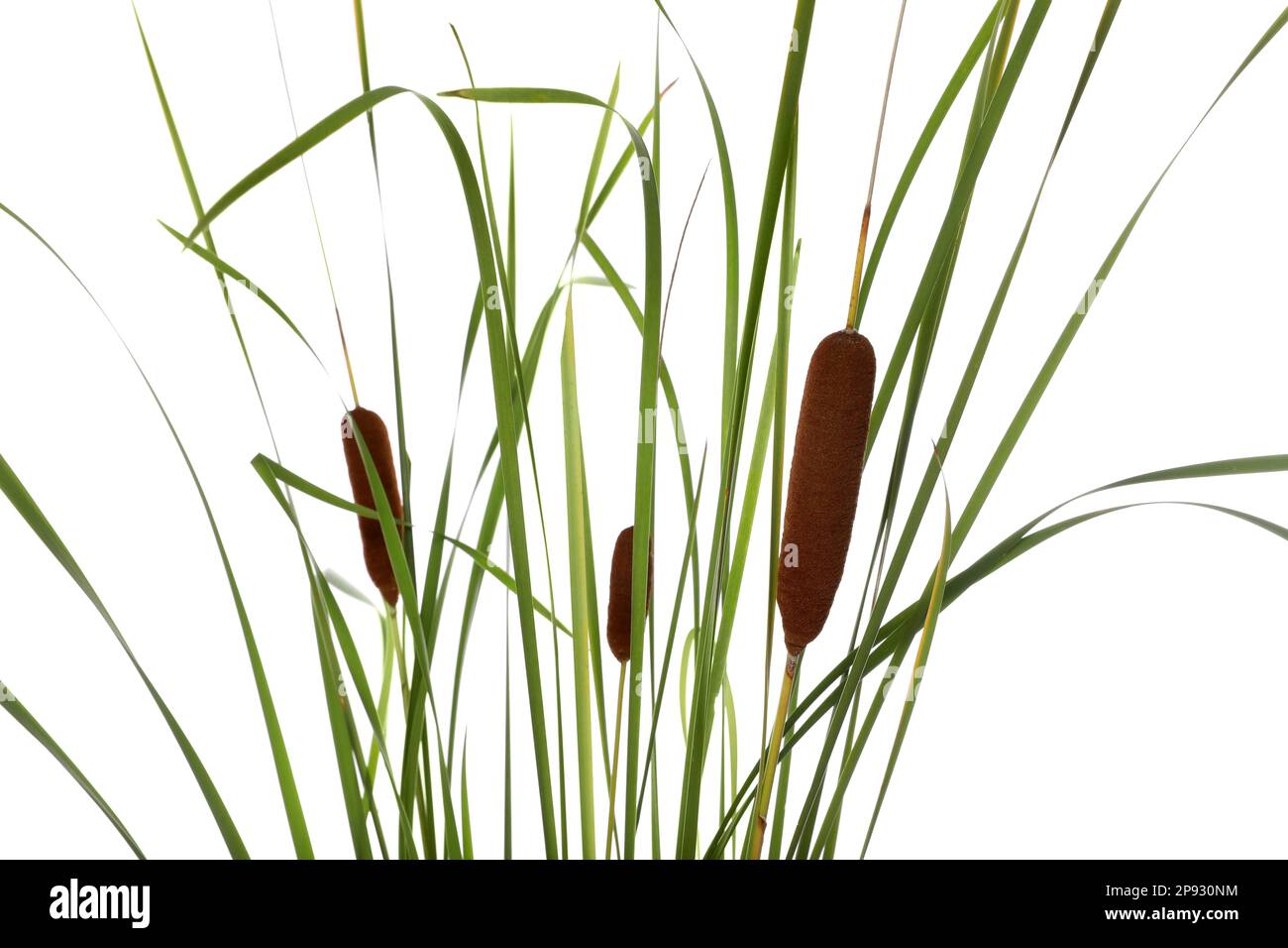 Beautiful reeds with catkins on white background Stock Photo - Alamy