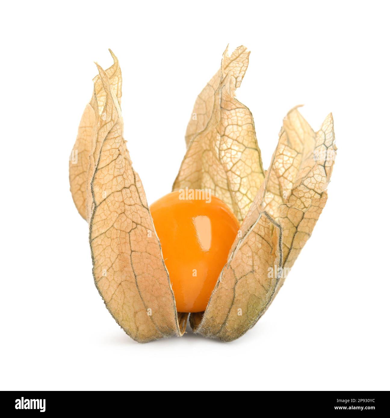 Ripe physalis fruit with dry husk on white background Stock Photo - Alamy