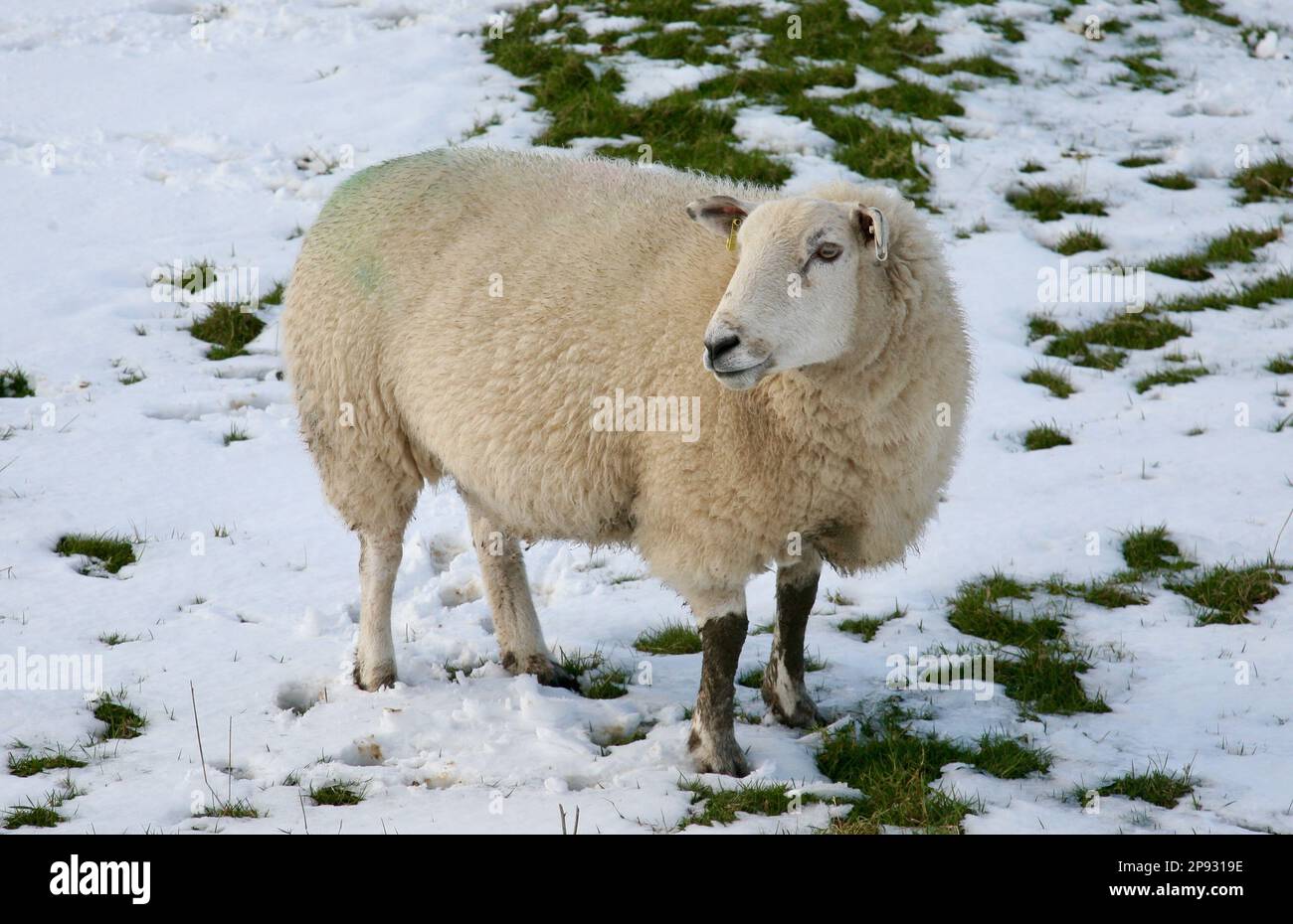 A handsome looking sheep on Pendle Hill, Lancashire, United Kingdom ...
