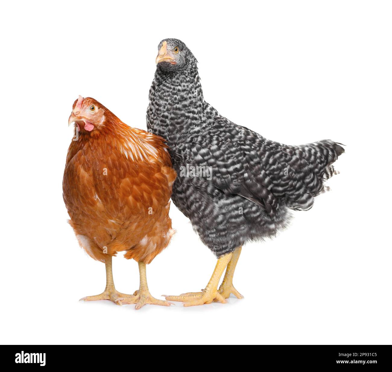 Two different beautiful chickens on white background. Domestic animals ...