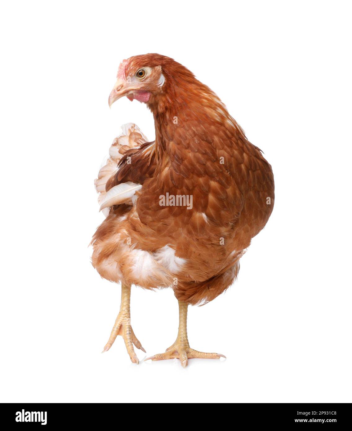 Beautiful chicken on white background. Domestic animal Stock Photo - Alamy