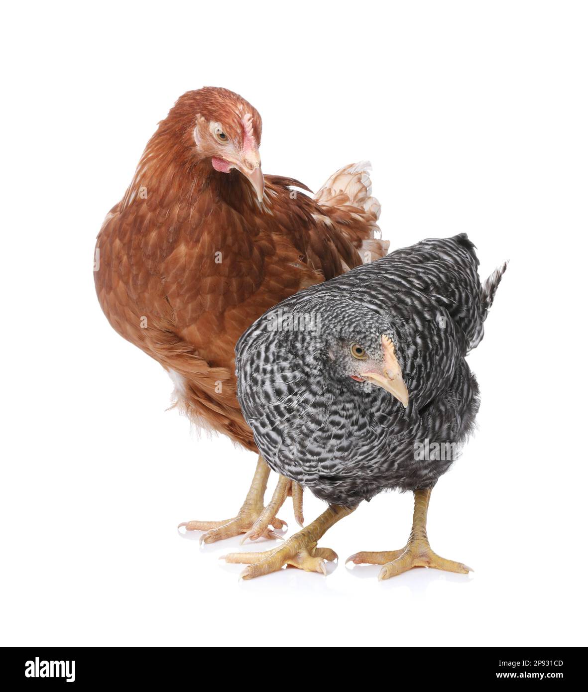 Two different beautiful chickens on white background. Domestic animals ...